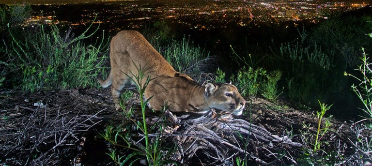 Watch: California embarks on massive wildlife overpass - The Wildlife ...