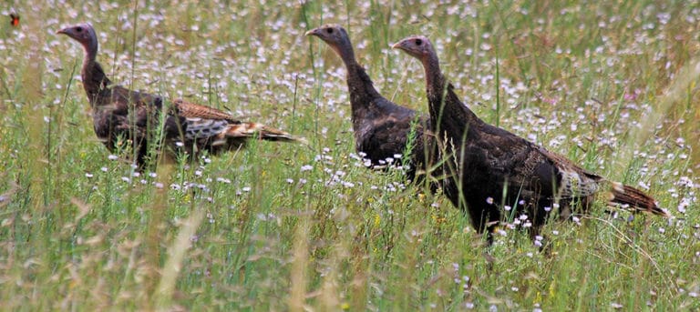Aiding wild bees — and wild turkeys — with wildflowers - The Wildlife ...