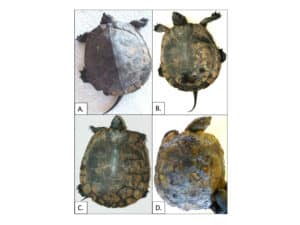 Shell disease may hamper pond turtle recovery - The Wildlife Society