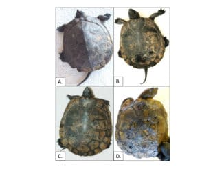 Shell disease may hamper pond turtle recovery - The Wildlife Society