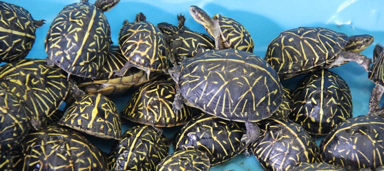 Two suspects charged in turtle smuggling case - The Wildlife Society