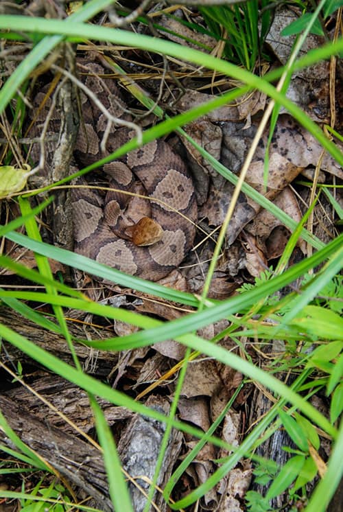 Q&A: David Steen, giving snakes a voice - The Wildlife Society