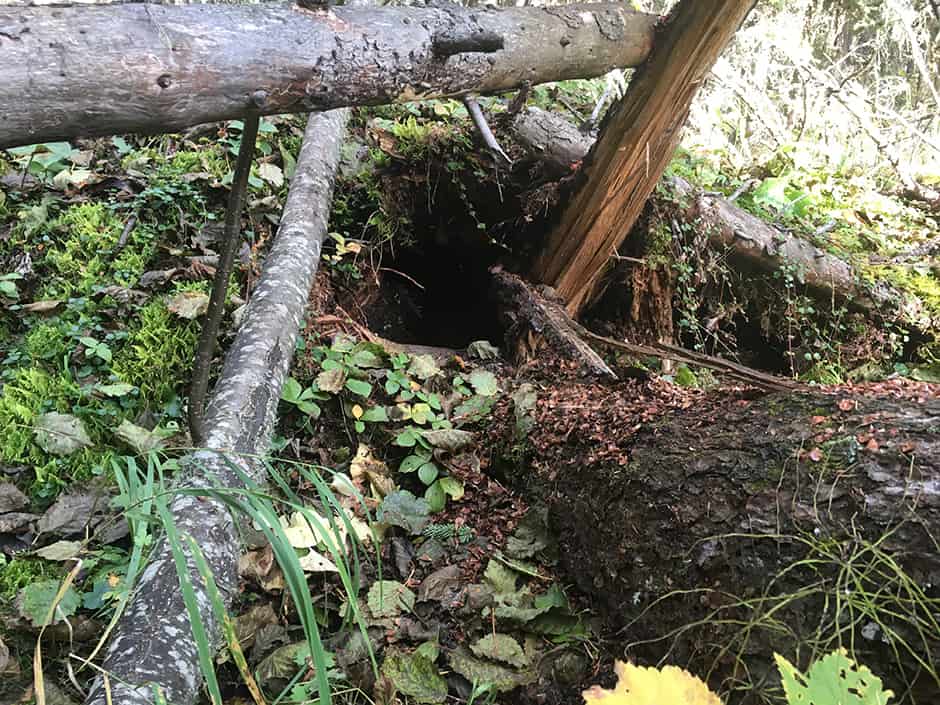 WSB: Trappers help biologists grasp wolverine numbers - The Wildlife ...