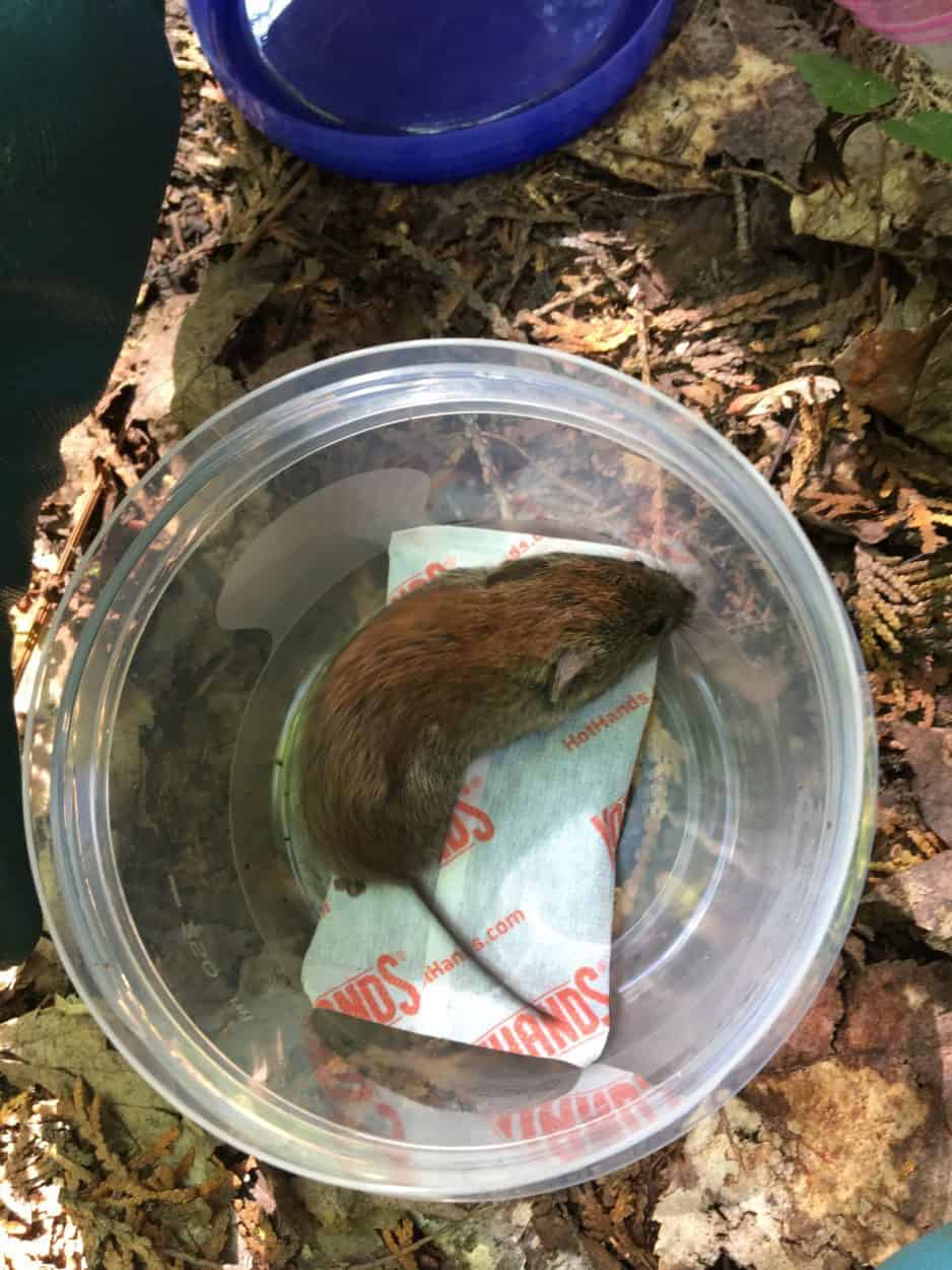 Primary marten prey declining in Wisconsin - The Wildlife Society