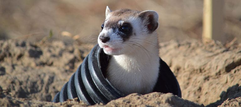 Who knew ferrets could fly? - The Wildlife Society
