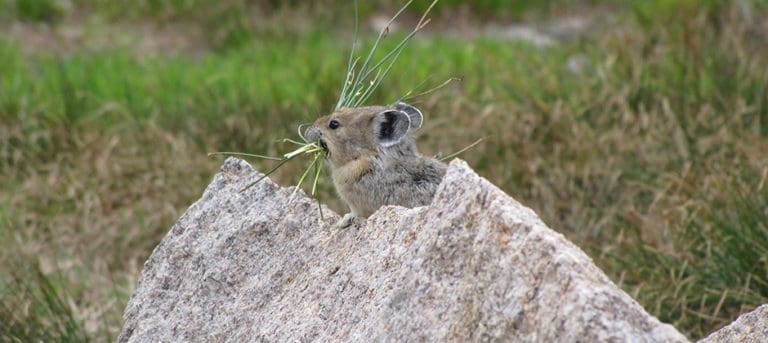 Resources drive pika responses to climate - The Wildlife Society