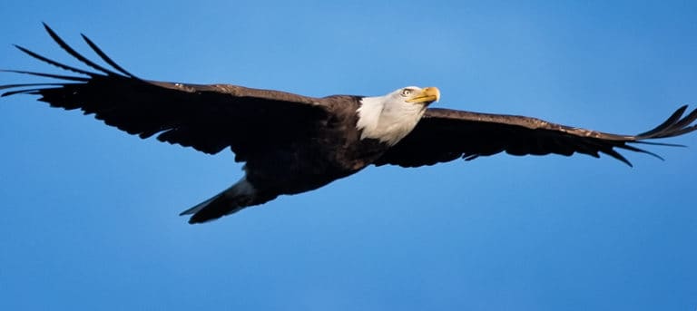 Bird wing study reveals different flight development paths - The ...