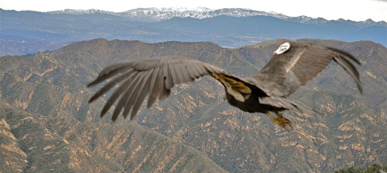 Central California condor population exceeds 100 birds - The Wildlife ...