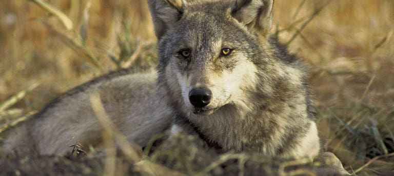 Do animals have consciousness? - The Wildlife Society