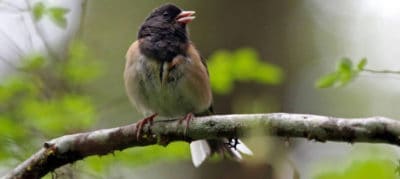 What messages are bird bacteria sending? - The Wildlife Society