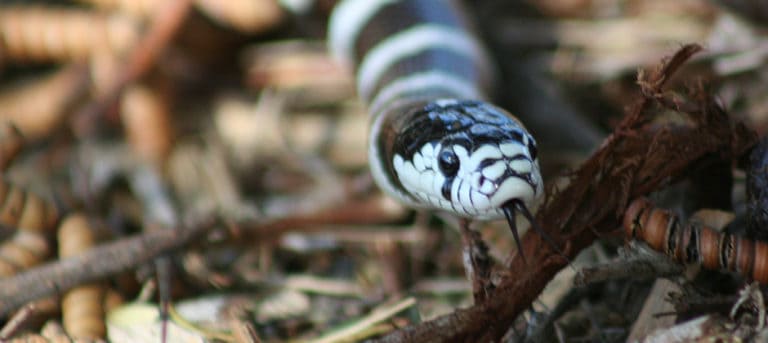 California officials confirm snake fungal disease in state - The ...