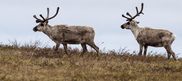 Caribou migrate a long way — but wolves travel even farther - The ...
