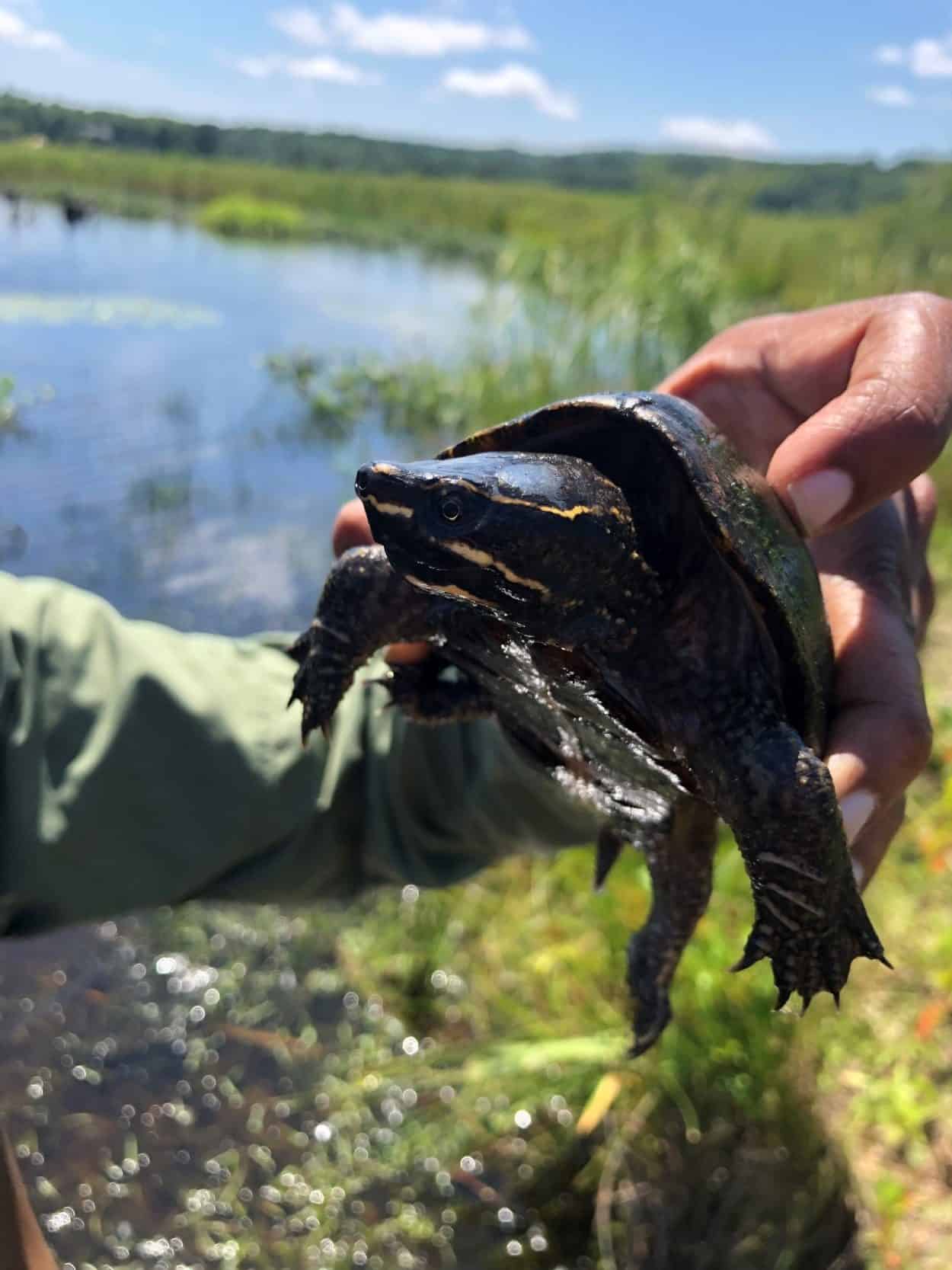 For amphibians and reptiles, wetlands restoration takes time - The ...