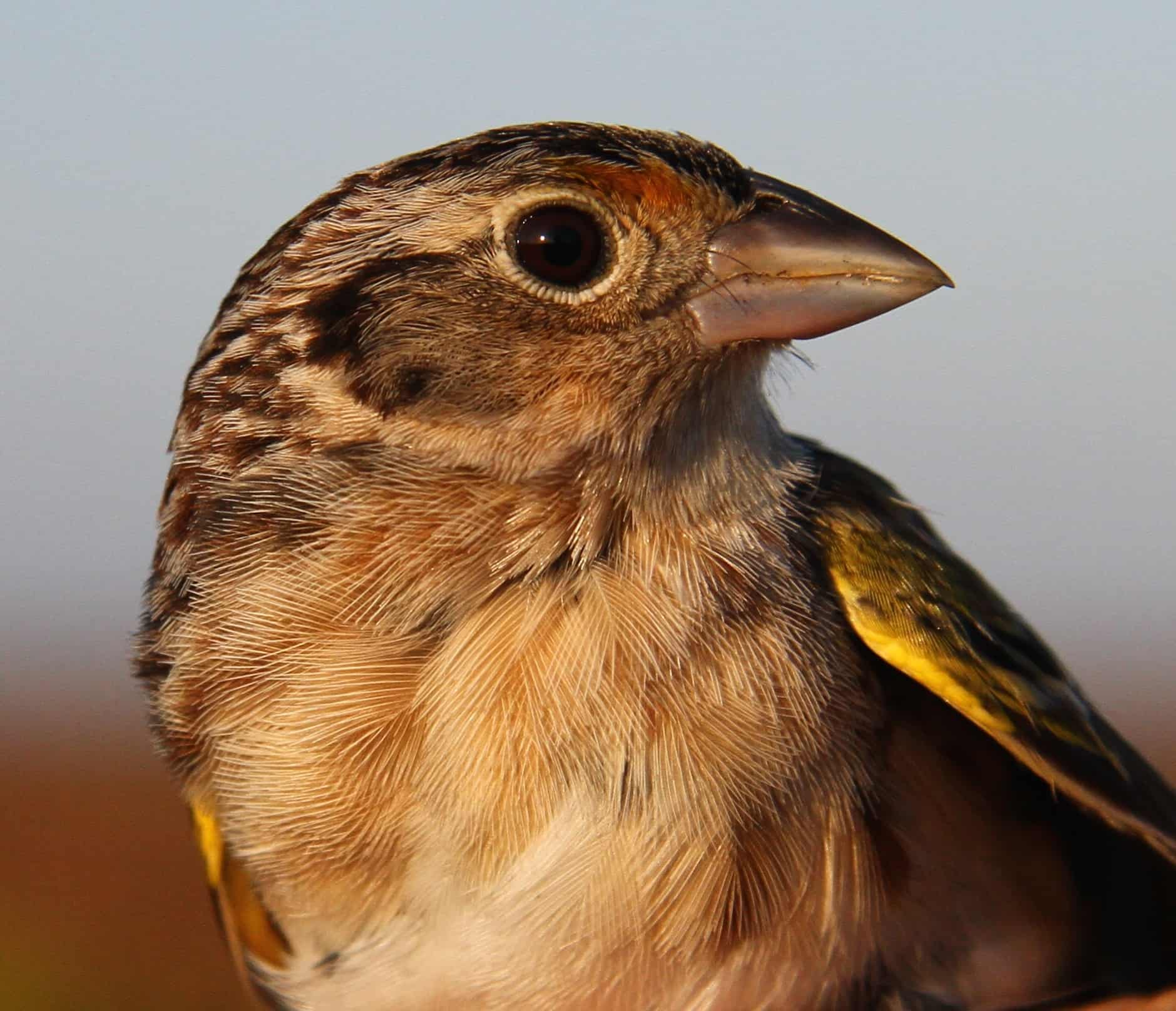 Fences keep predators from grasshopper sparrow nests - The Wildlife Society