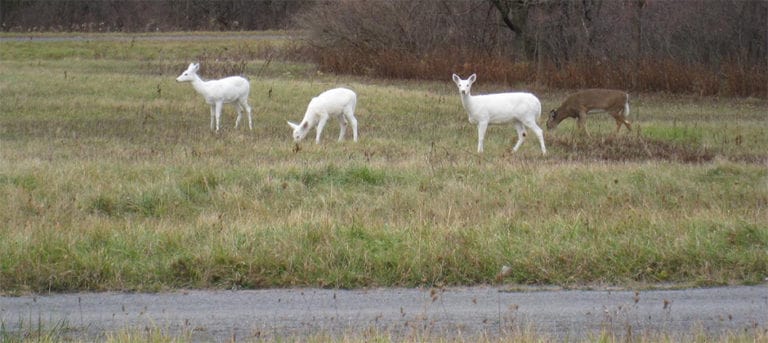 Tours to see rare white deer herd end - The Wildlife Society
