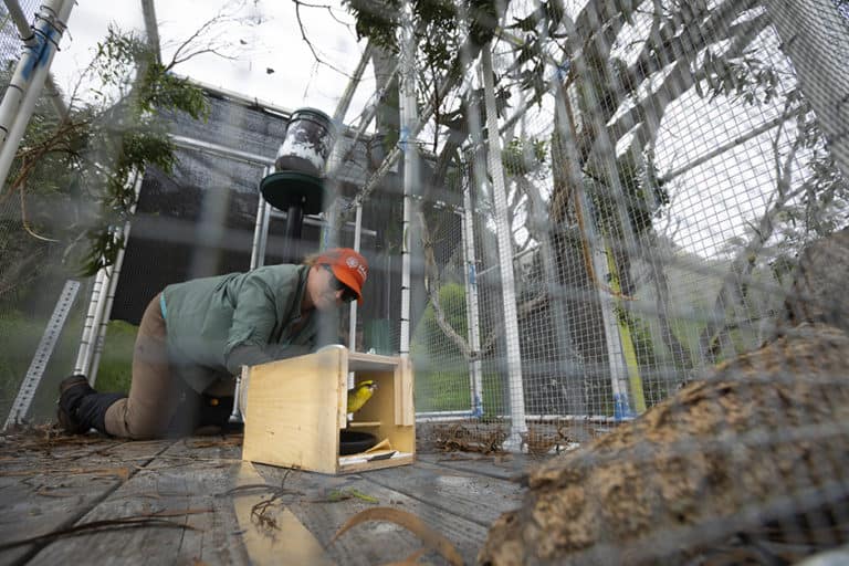 Conservationists race to save Hawaiian kiwikiu honeycreeper - The ...