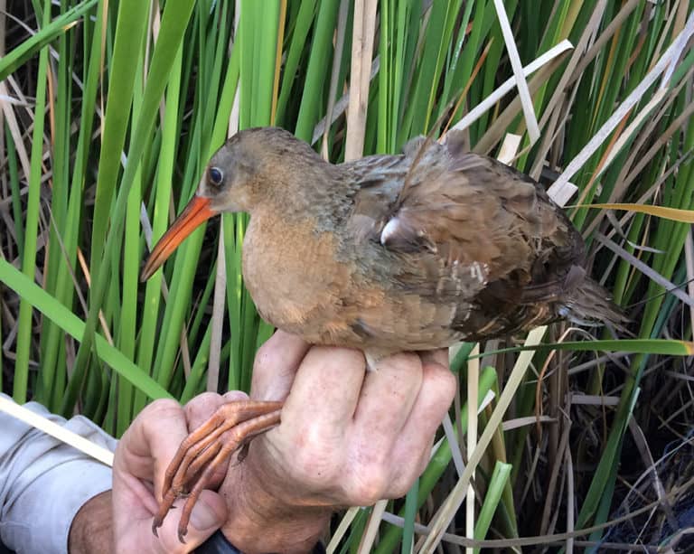 Military bases can help protect marsh birds - The Wildlife Society