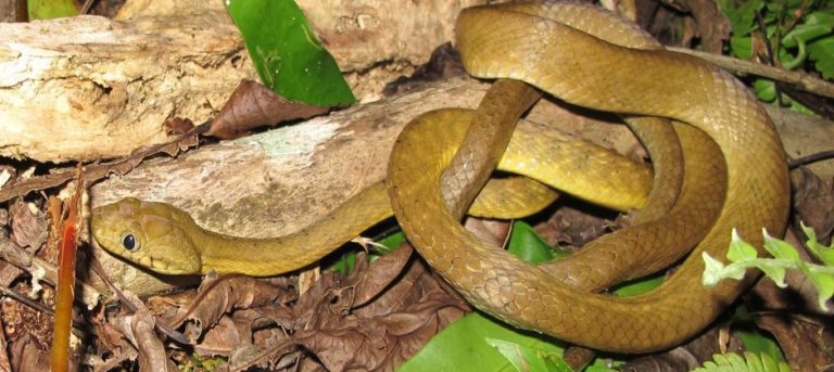 Watch: Scientists work to improve brown tree snake detection - The ...