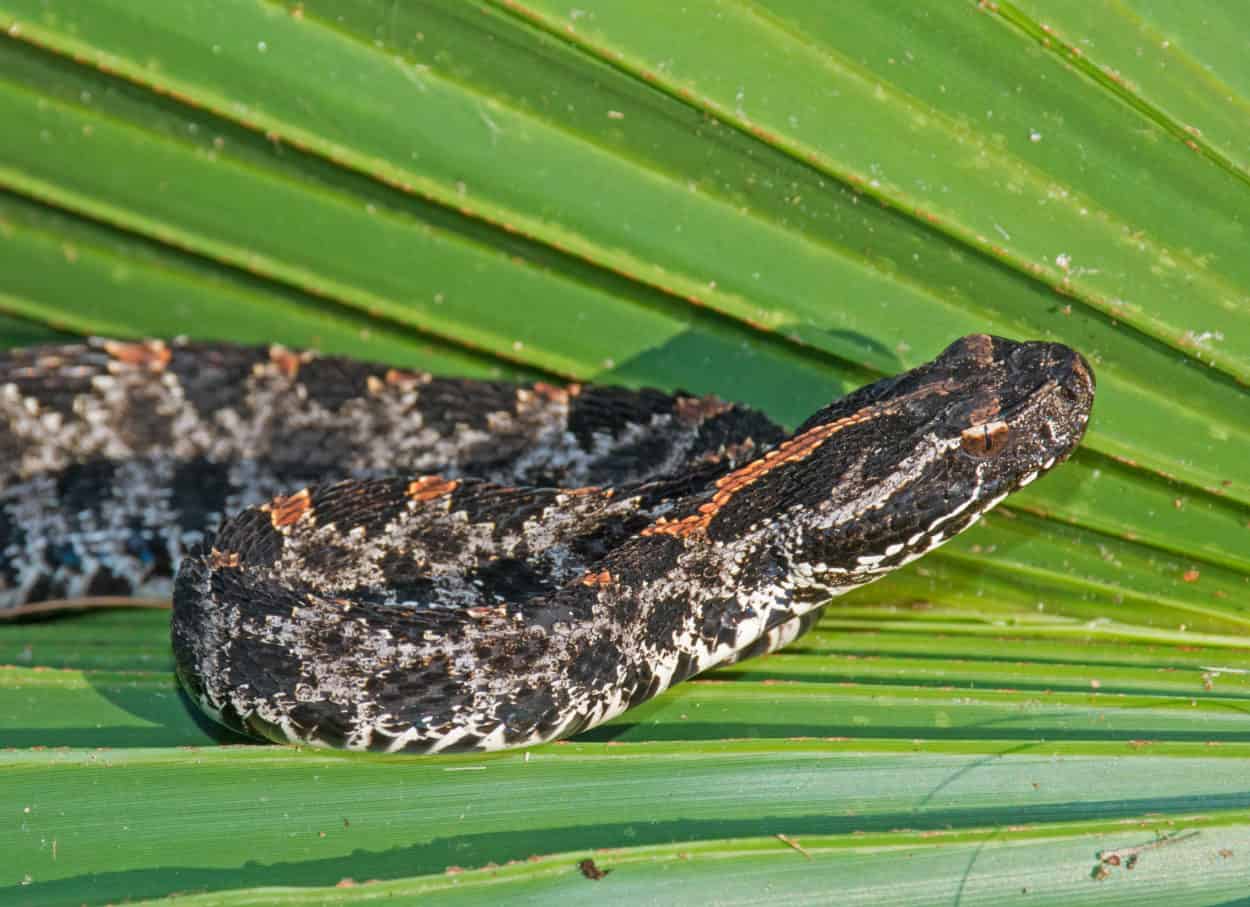 Fungal disease drains energy and dries snakes out - The Wildlife Society