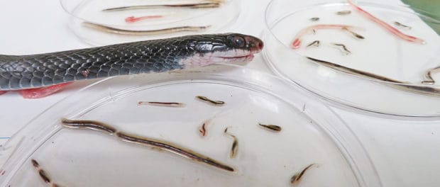 Watch: Invasive parasites spreading among Florida snakes | THE WILDLIFE ...