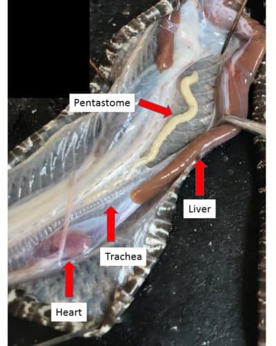 Watch: Invasive parasites spreading among Florida snakes - The Wildlife ...