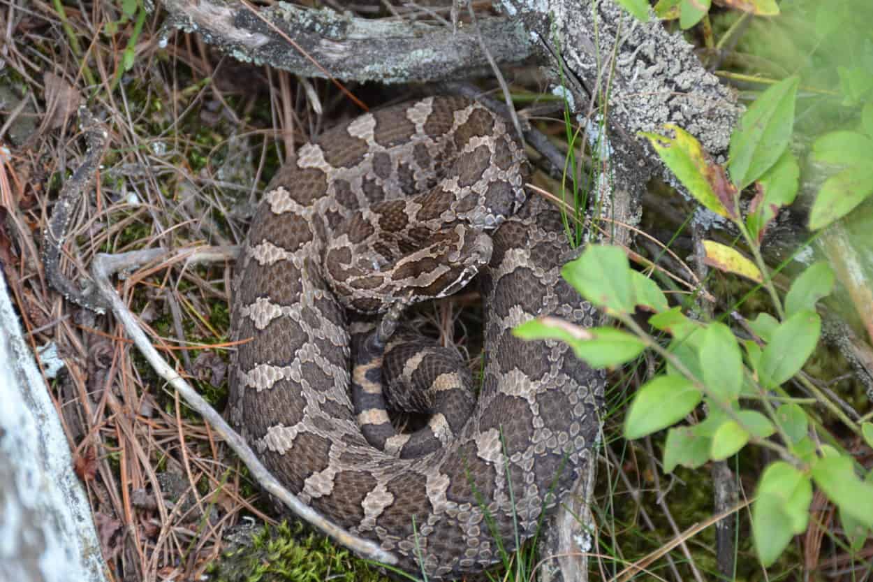 Northern snakes face increasingly unstable winters - The Wildlife Society