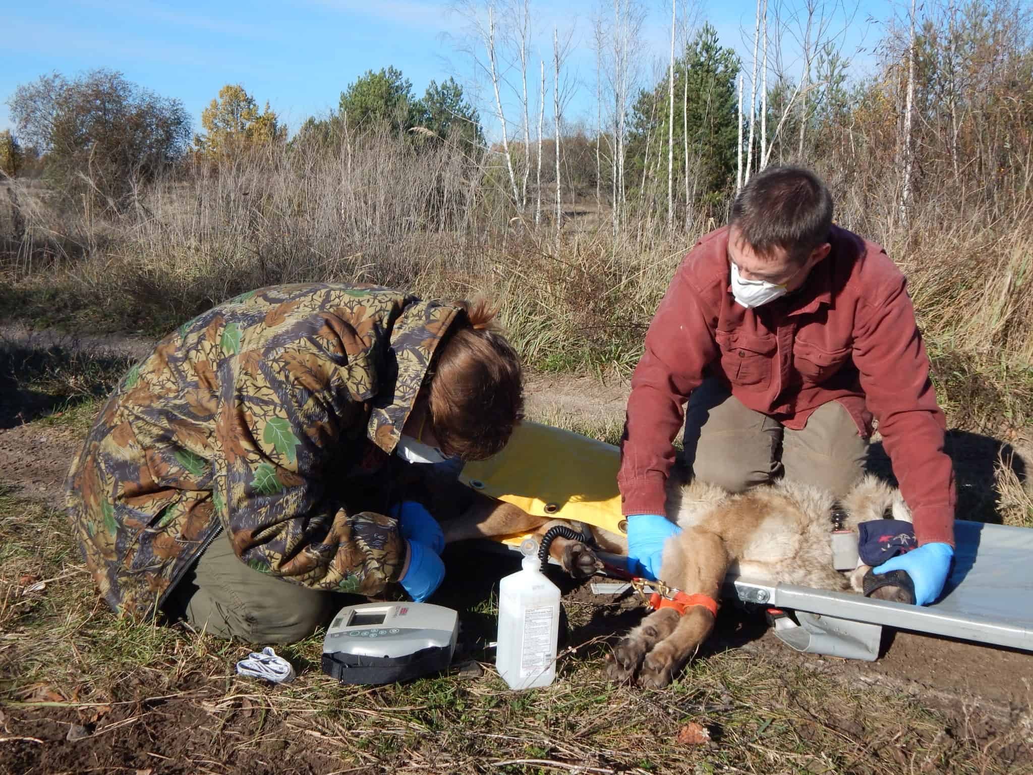 Q&A: The effects of nuclear disasters on wildlife - The Wildlife Society