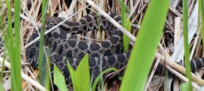 Northern snakes face increasingly unstable winters - The Wildlife Society