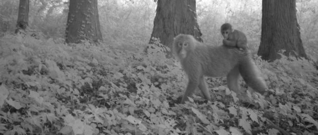 Q&A: The effects of nuclear disasters on wildlife - THE WILDLIFE SOCIETY