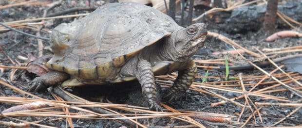 Prescribed fires burn turtles but may help egg-laying females | THE ...
