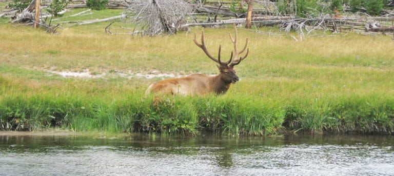 JWM: Beetle-kill forests offer some refuge for elk from hunters - The ...