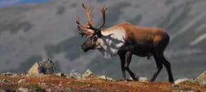 Wild Cam: Struggling caribou herd penned in by predators - The Wildlife ...