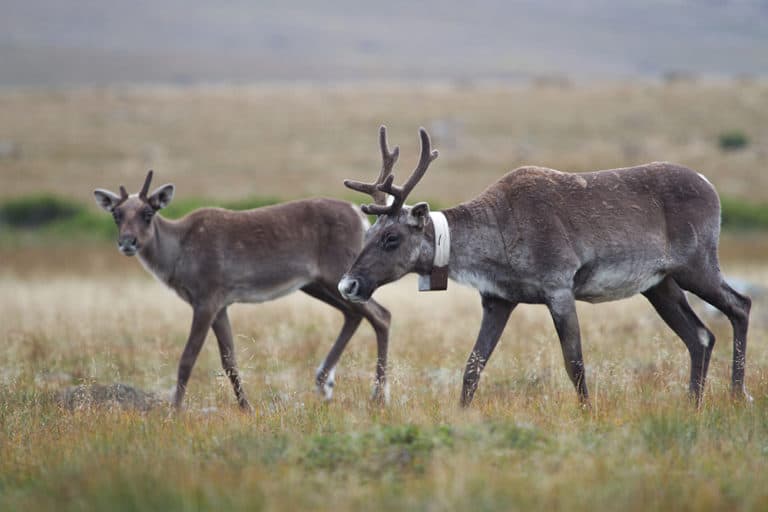 Wild Cam: Struggling caribou herd penned in by predators - The Wildlife ...