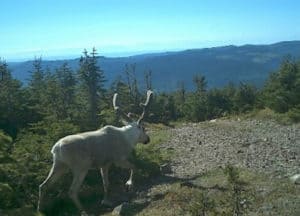 Wild Cam: Struggling caribou herd penned in by predators - The Wildlife ...