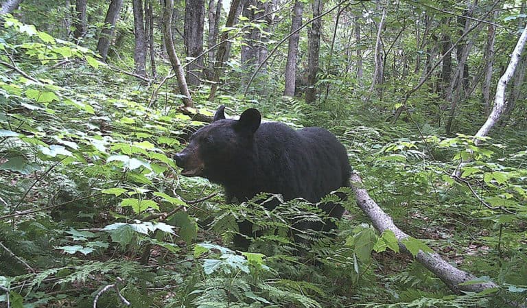 Wild Cam: Struggling caribou herd penned in by predators - The Wildlife ...