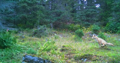 Wild Cam: Struggling caribou herd penned in by predators - The Wildlife ...