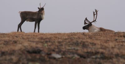Wild Cam: Struggling caribou herd penned in by predators - The Wildlife ...