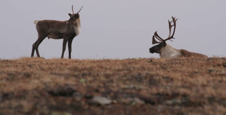Wild Cam: Struggling caribou herd penned in by predators - The Wildlife ...
