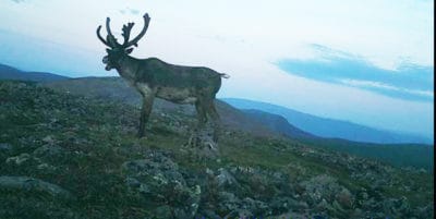 Wild Cam: Struggling caribou herd penned in by predators - The Wildlife ...