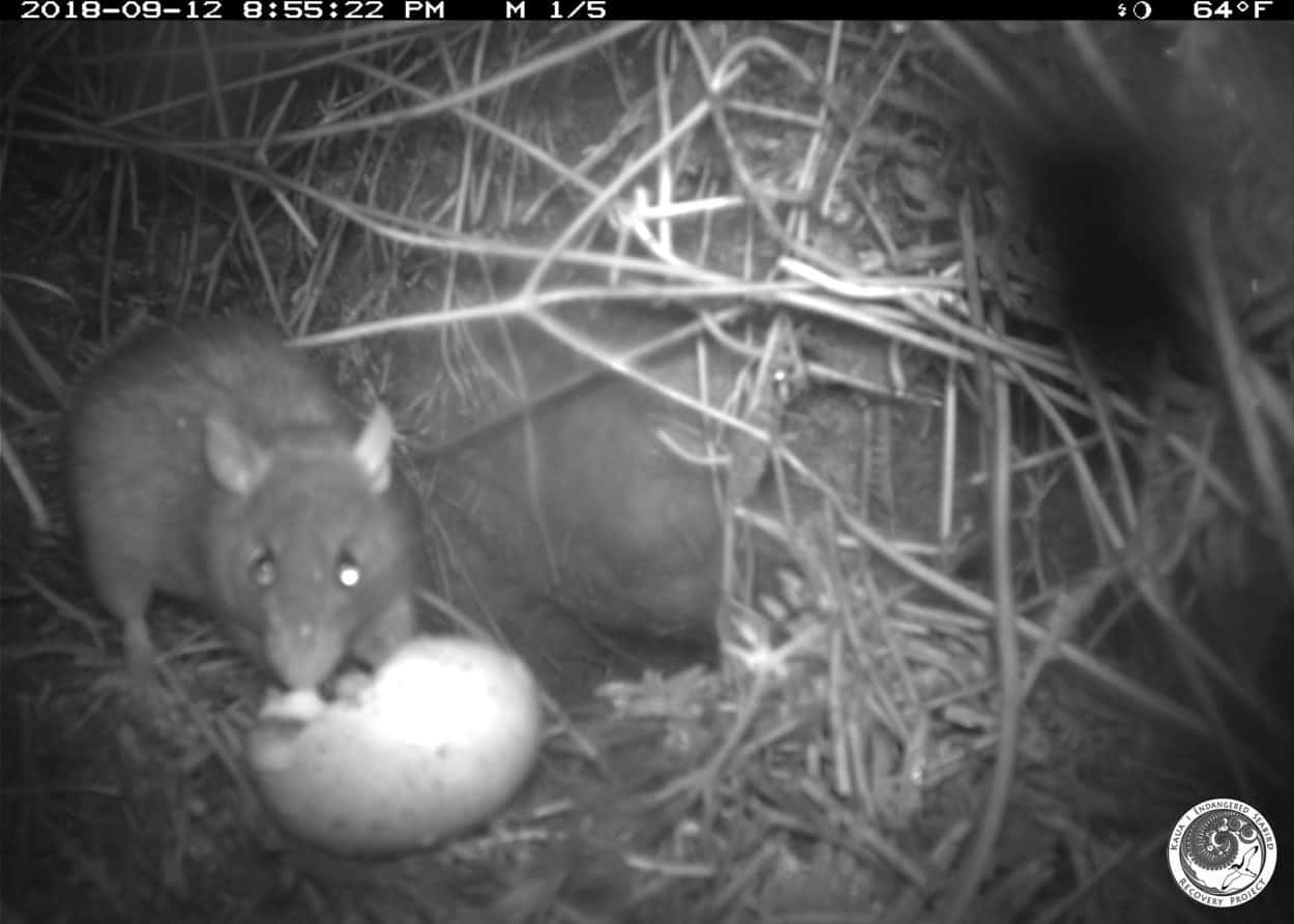 Wild Cam: Predator control critical for Hawaiian seabirds - The ...