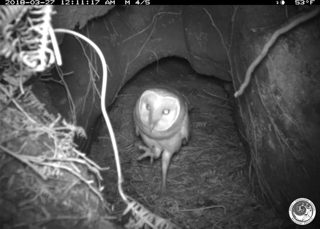 Wild Cam: Predator control critical for Hawaiian seabirds - The ...