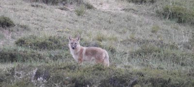 Are Himalayan wolves a unique species? - The Wildlife Society