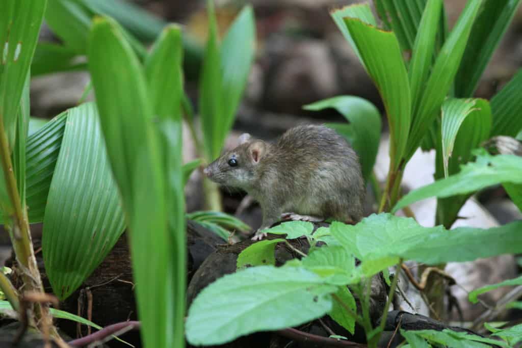 Rats borne by hurricanes threaten endangered island lizards - The ...