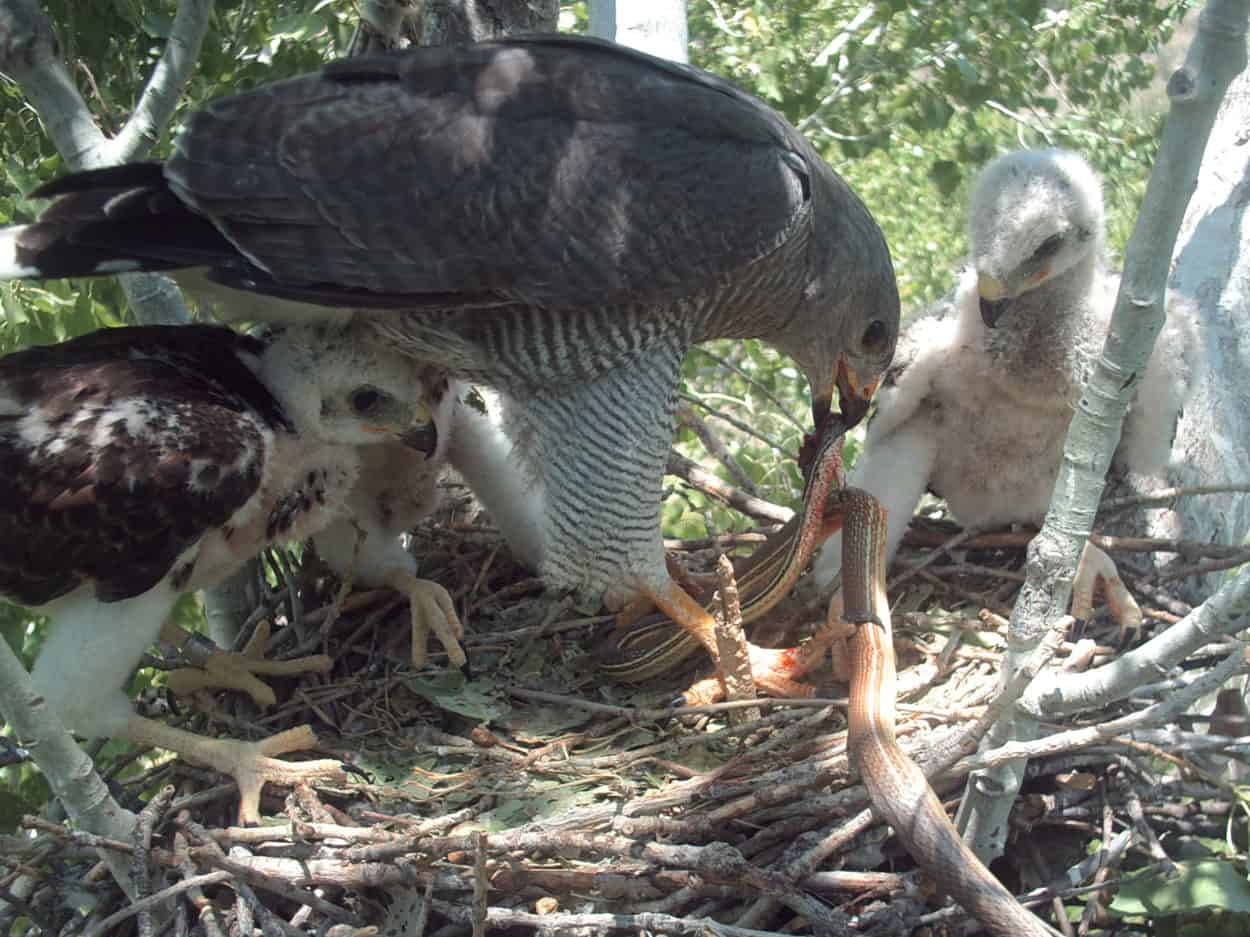 Wild Cam: Gray hawks benefit from waterway conservation - The Wildlife ...