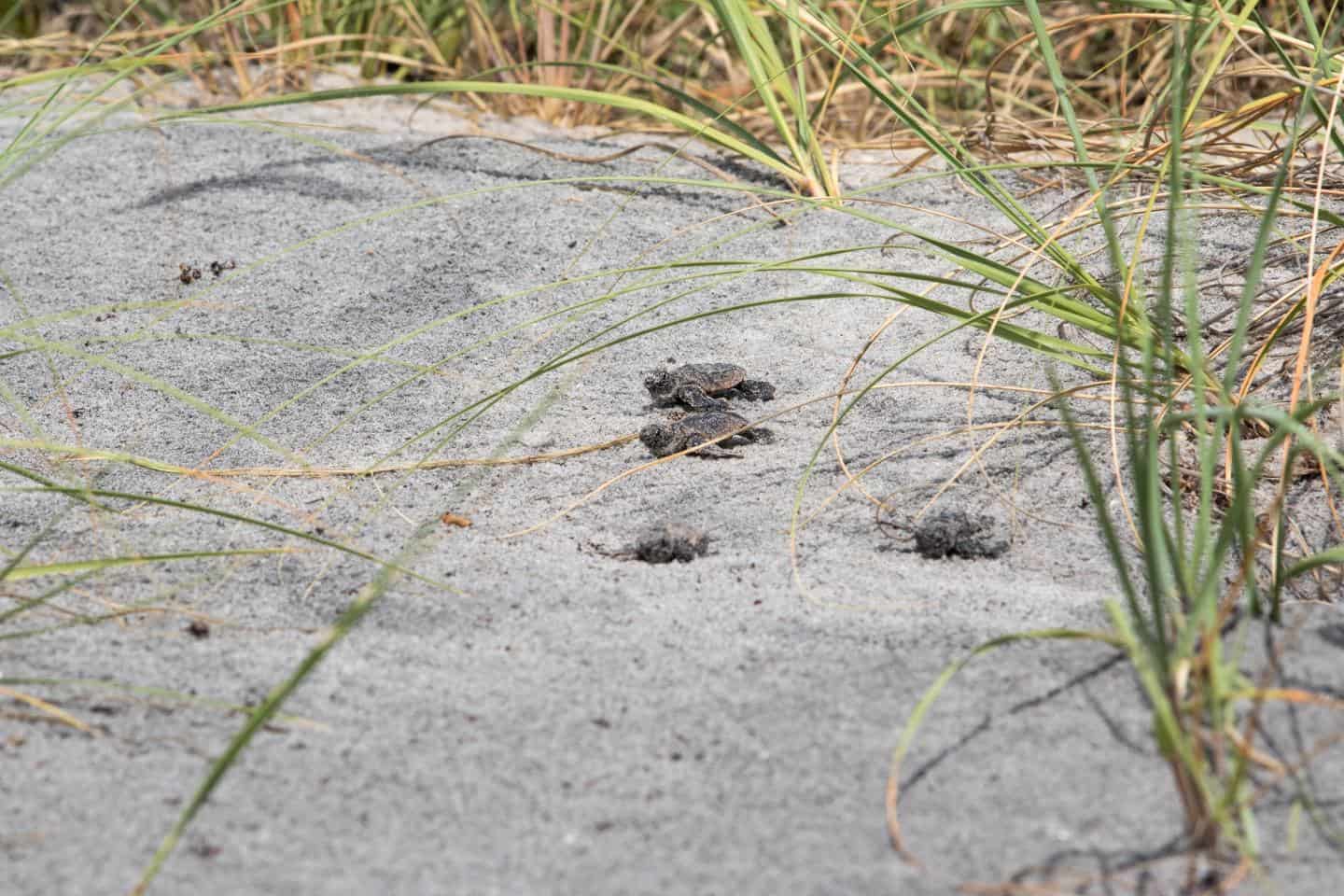 Storing sperm helps female sea turtles remain monogamous - The Wildlife ...
