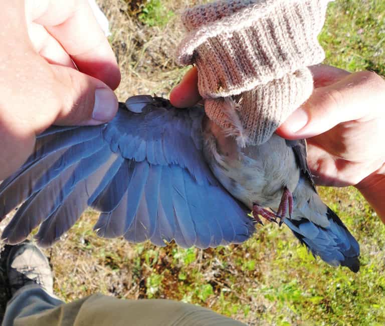 Intensive agriculture decreases mourning dove reproduction - The ...