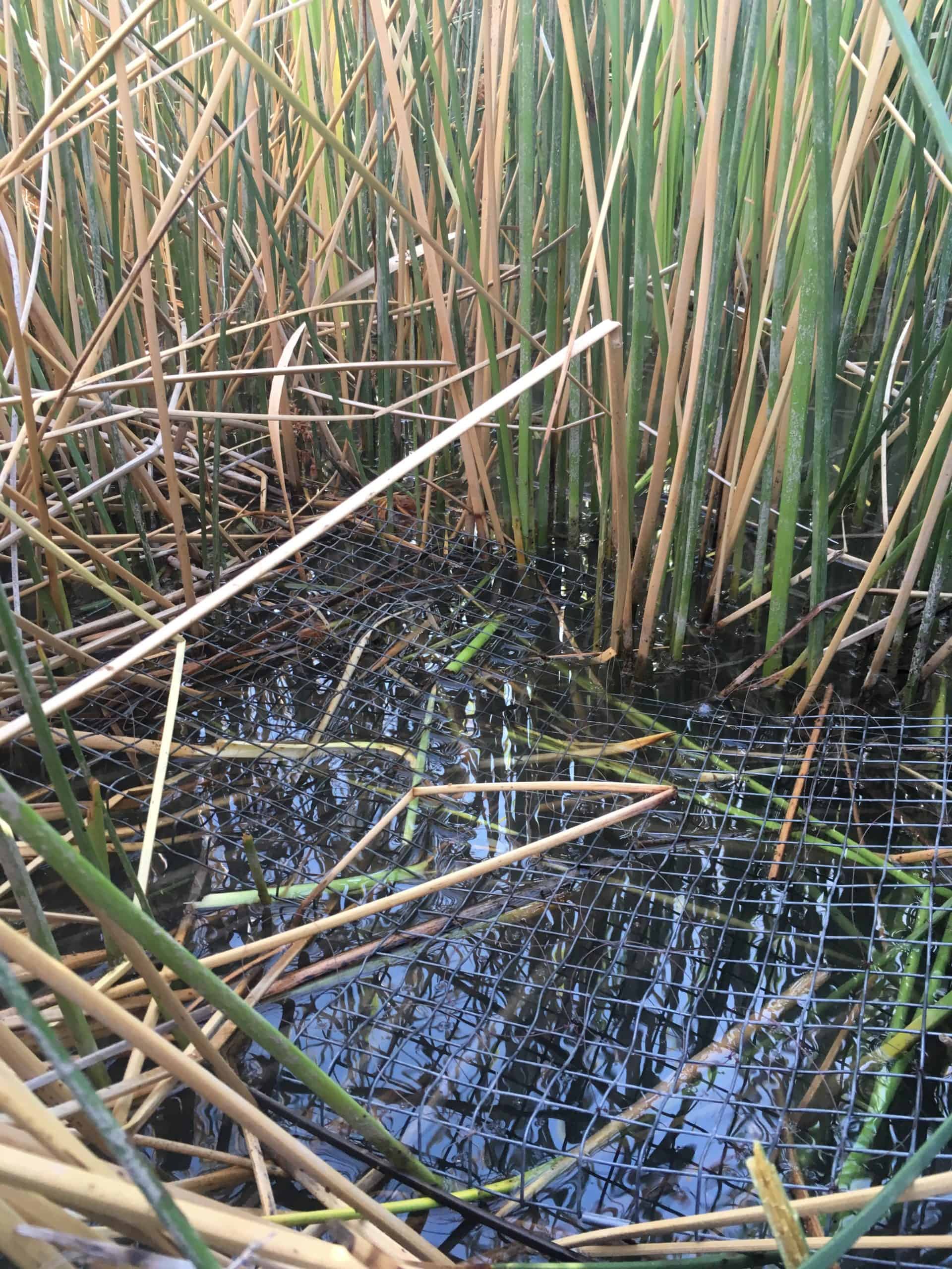 WSB: Noose carpets lasso rare rails - The Wildlife Society