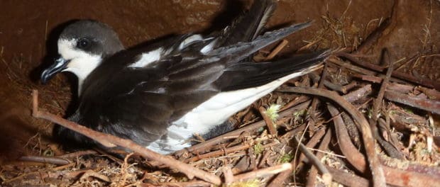 Wild Cam: Predator control critical for Hawaiian seabirds - The ...