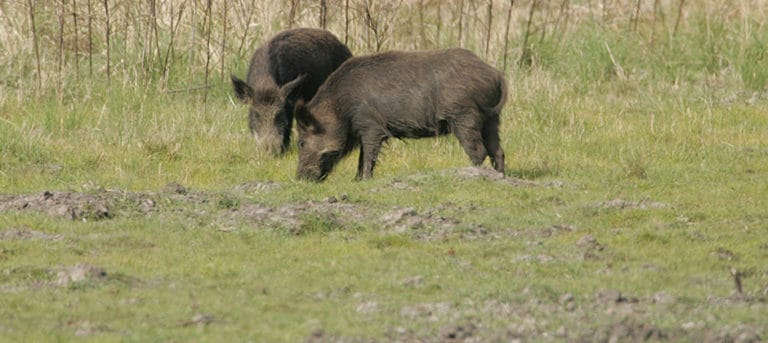 JWM: Wild pigs affect native plant life - The Wildlife Society