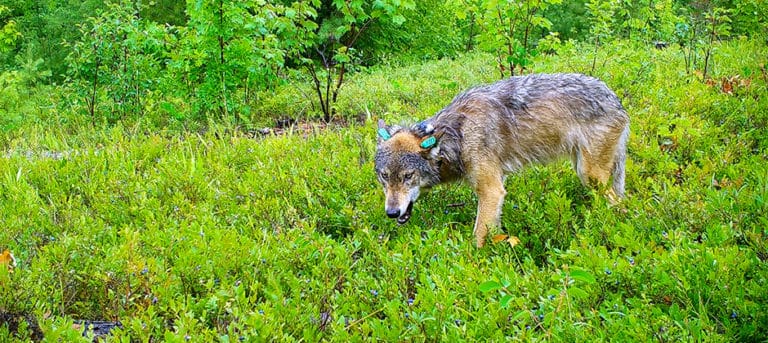 WSB: Blueberries surprisingly important in wolf diet - The Wildlife Society